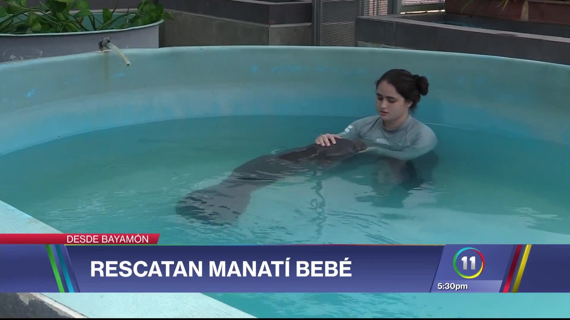 En recuperación bebé manatí hallada en Santa Isabel - TeleOnce TV | Vívelo