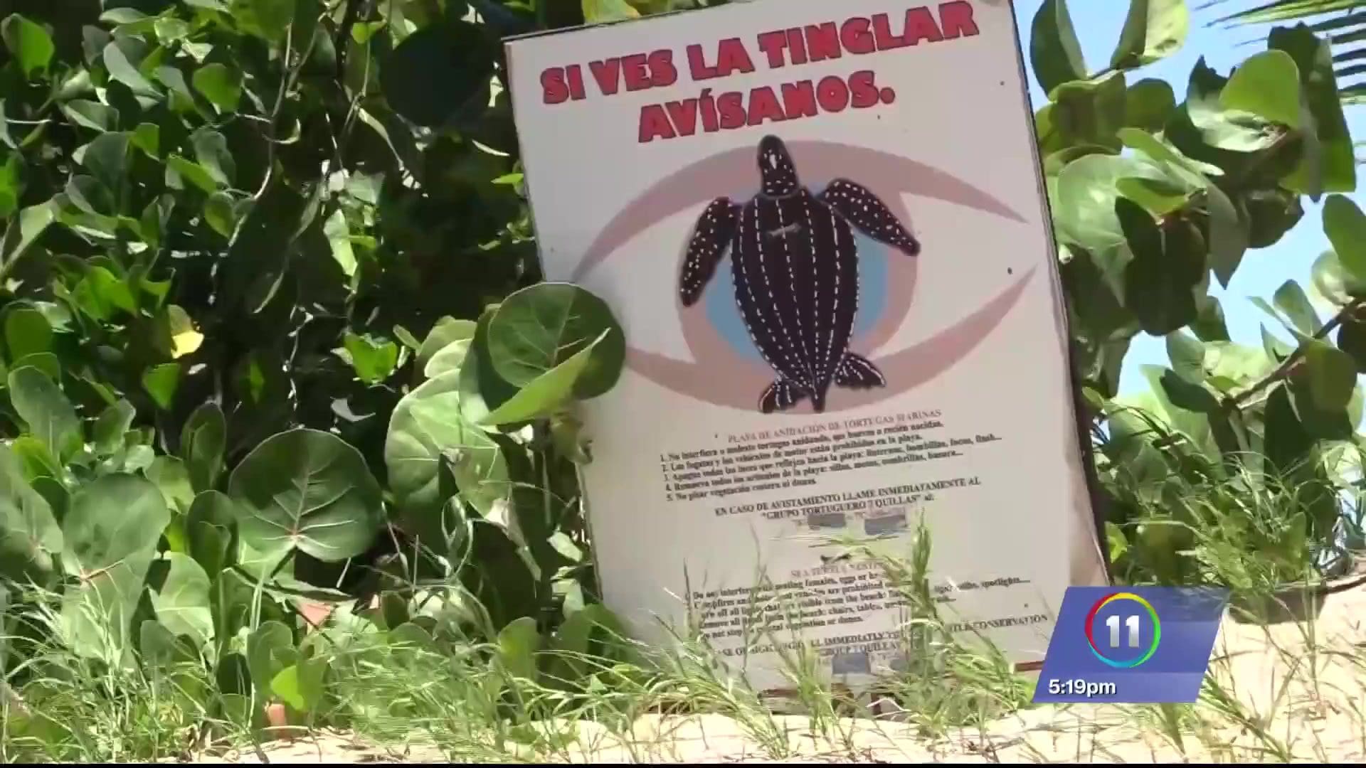 Hacen llamado para proteger los nidos de tinglares - TeleOnce TV | Vívelo