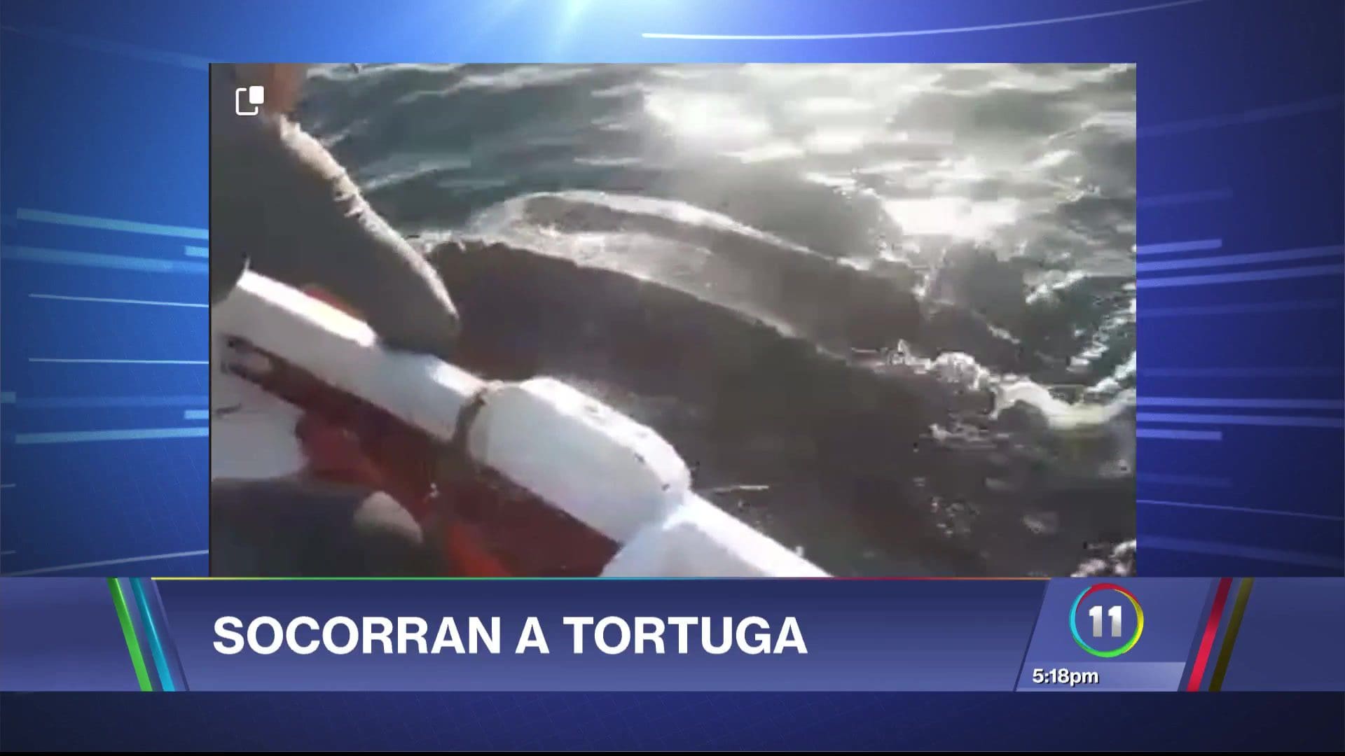 Pescadores socorren a enorme tinglar en Añasco - TeleOnce TV | Vívelo
