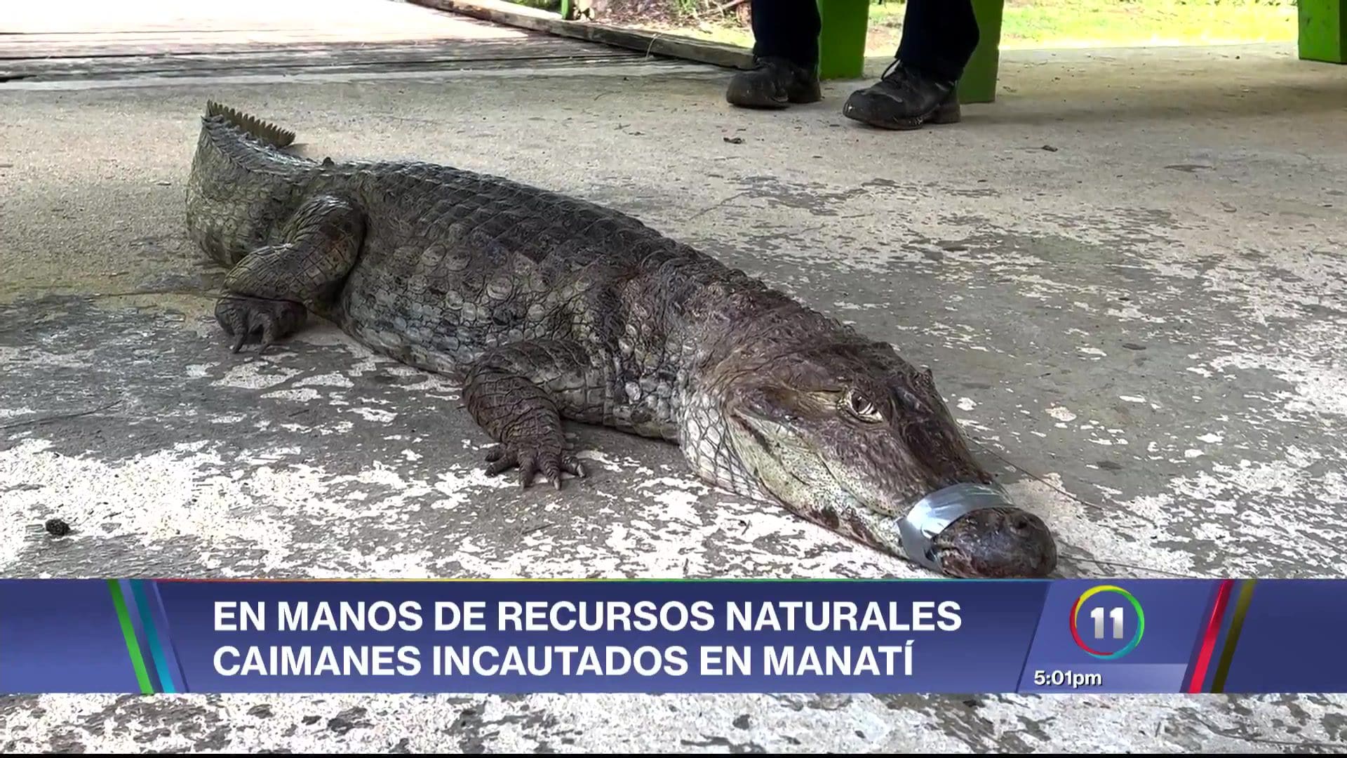 Prolifera el hallazgo de caimanes en puntos de drogas en Puerto Rico ...