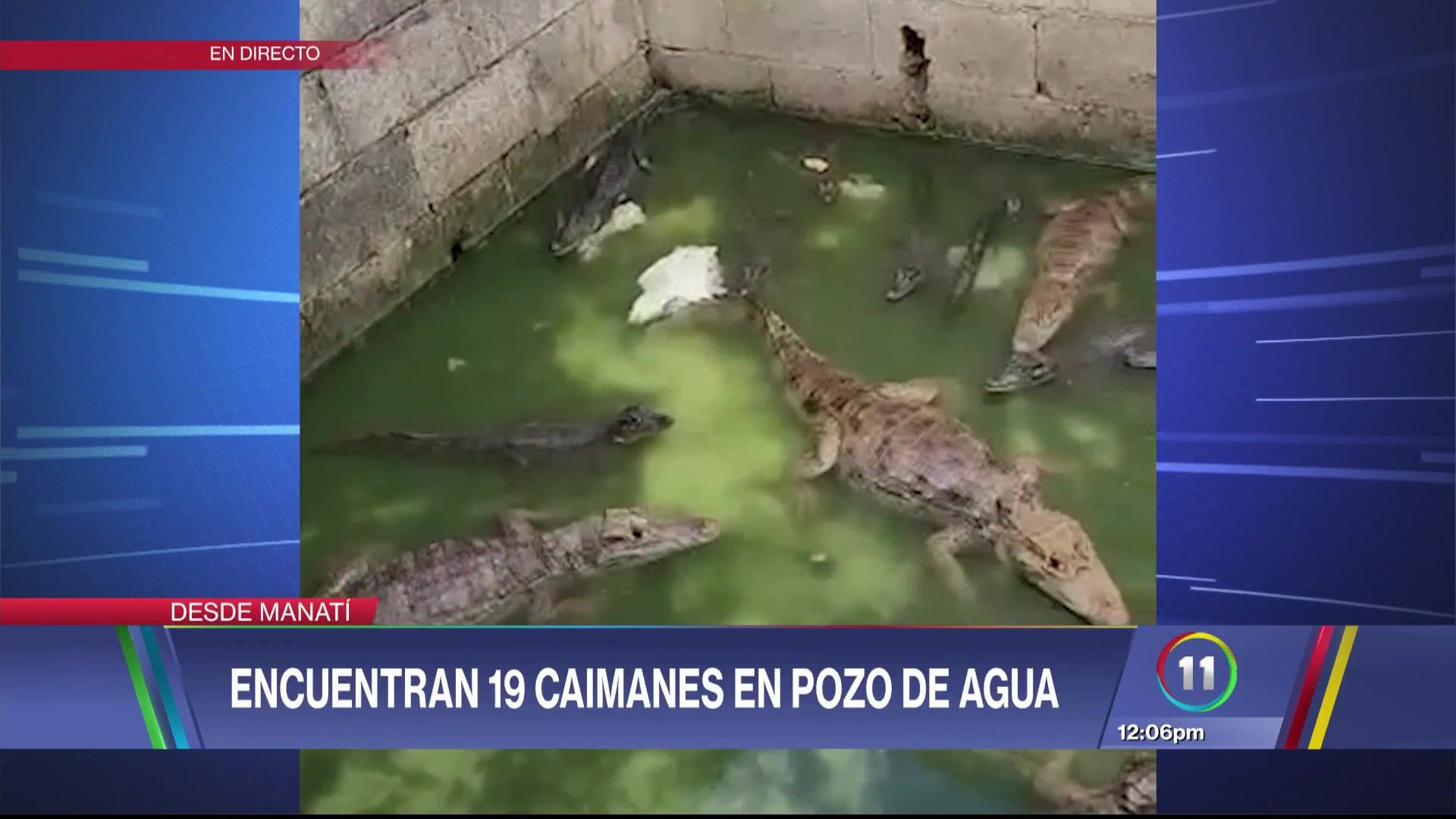 Ocupan 19 caimanes, rifles y municiones en Manatí mientras buscaban a ...