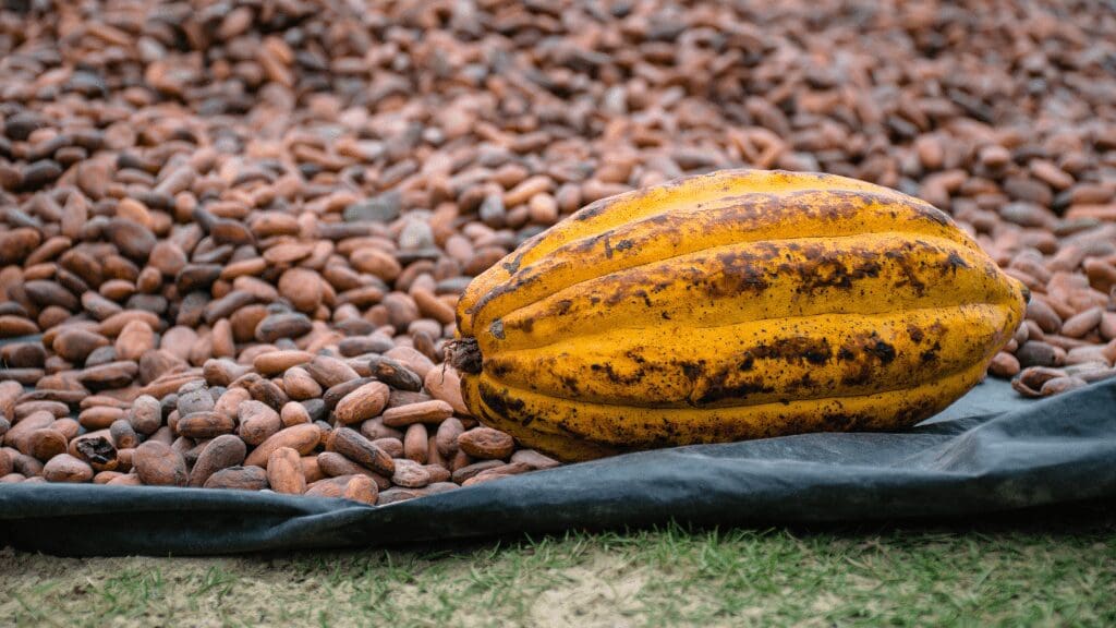 Academia del Viajero: Descubre la ruta del café en Colombia - TeleOnce ...