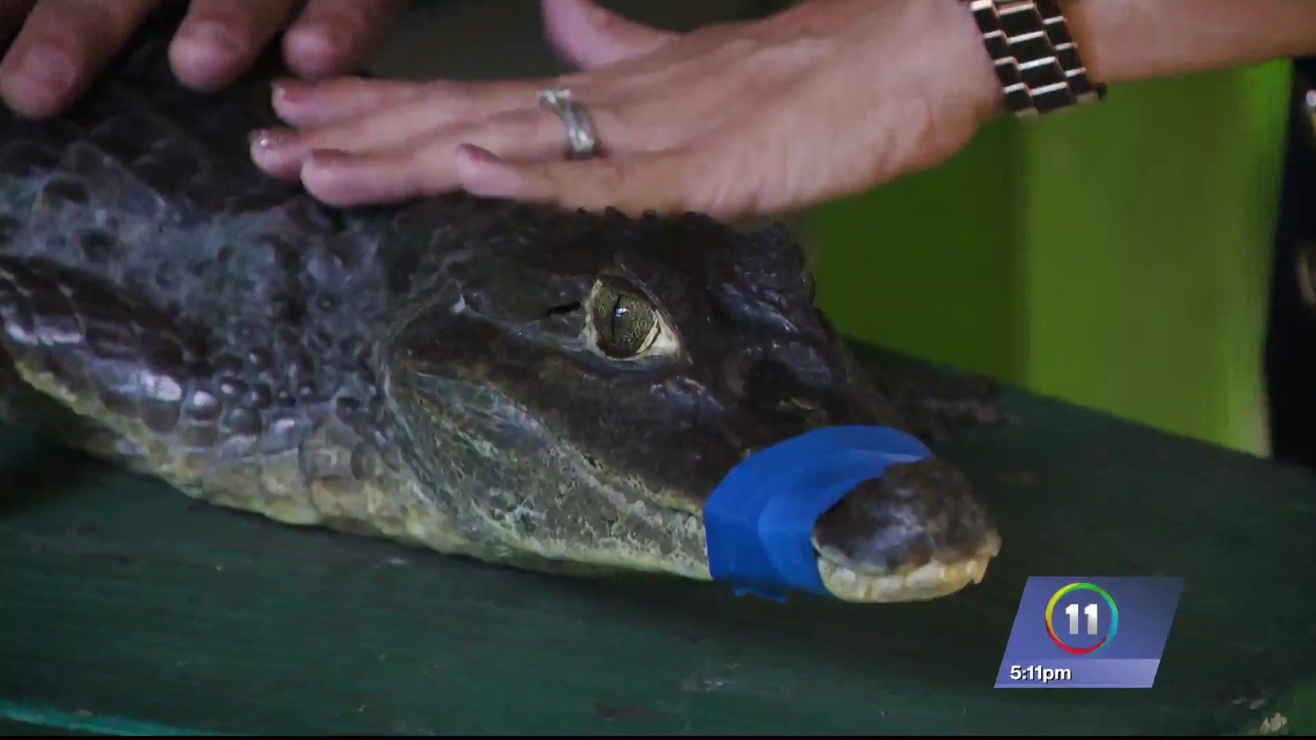 ¿Qué hacía un caimán en la playa? - TeleOnce TV | Vívelo