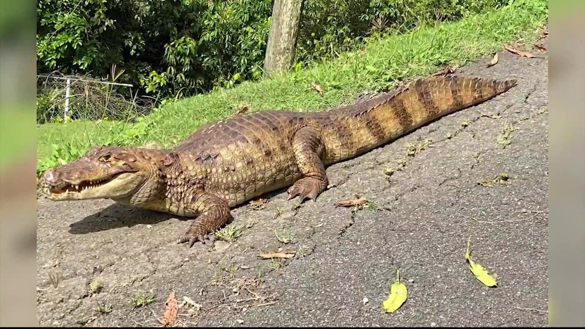 Vecina narra el momento cuando se toparon con caimán en su casa en ...