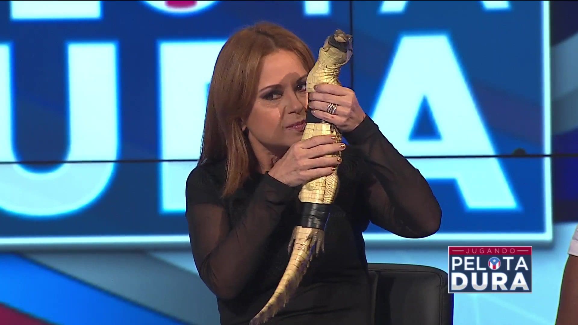 Crece la población de caimanes en Puerto Rico - TeleOnce TV | Vívelo