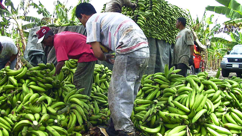 Agricultura quemará 50 cajas de plátanos provenientes de República ...