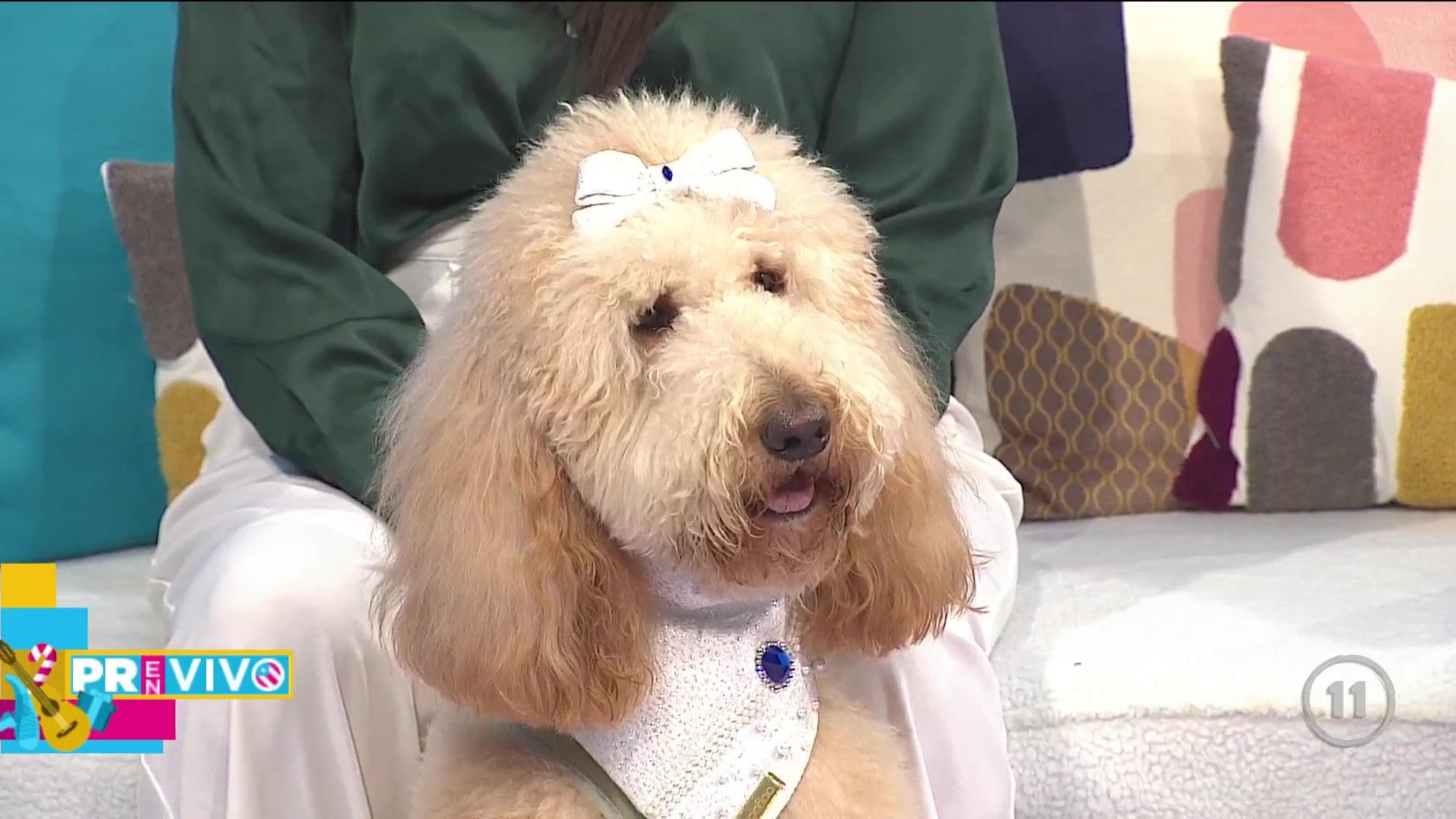 Opciones de regalos para los amigos de cuatro patas - TeleOnce TV | Vívelo