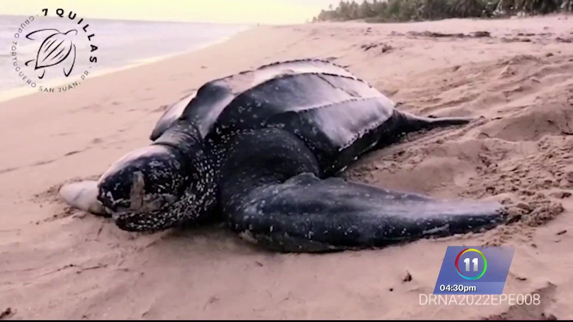 Grupos tortugueros celebran por todo lo alto el Festival del Tinglar ...