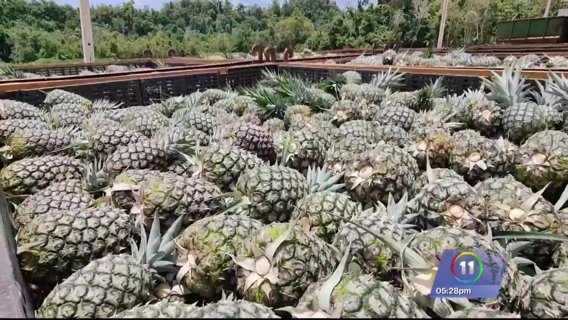 Responden al llamado para recoger piñas - TeleOnce TV | Vívelo