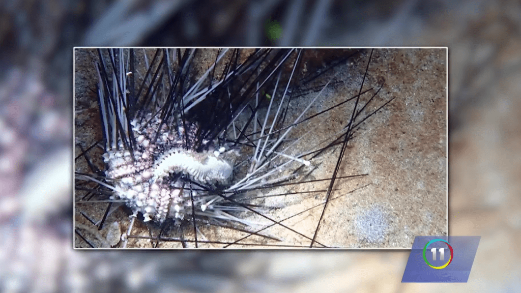 Más de 200 erizos han muerto en las costas de Aguadilla - TeleOnce TV ...