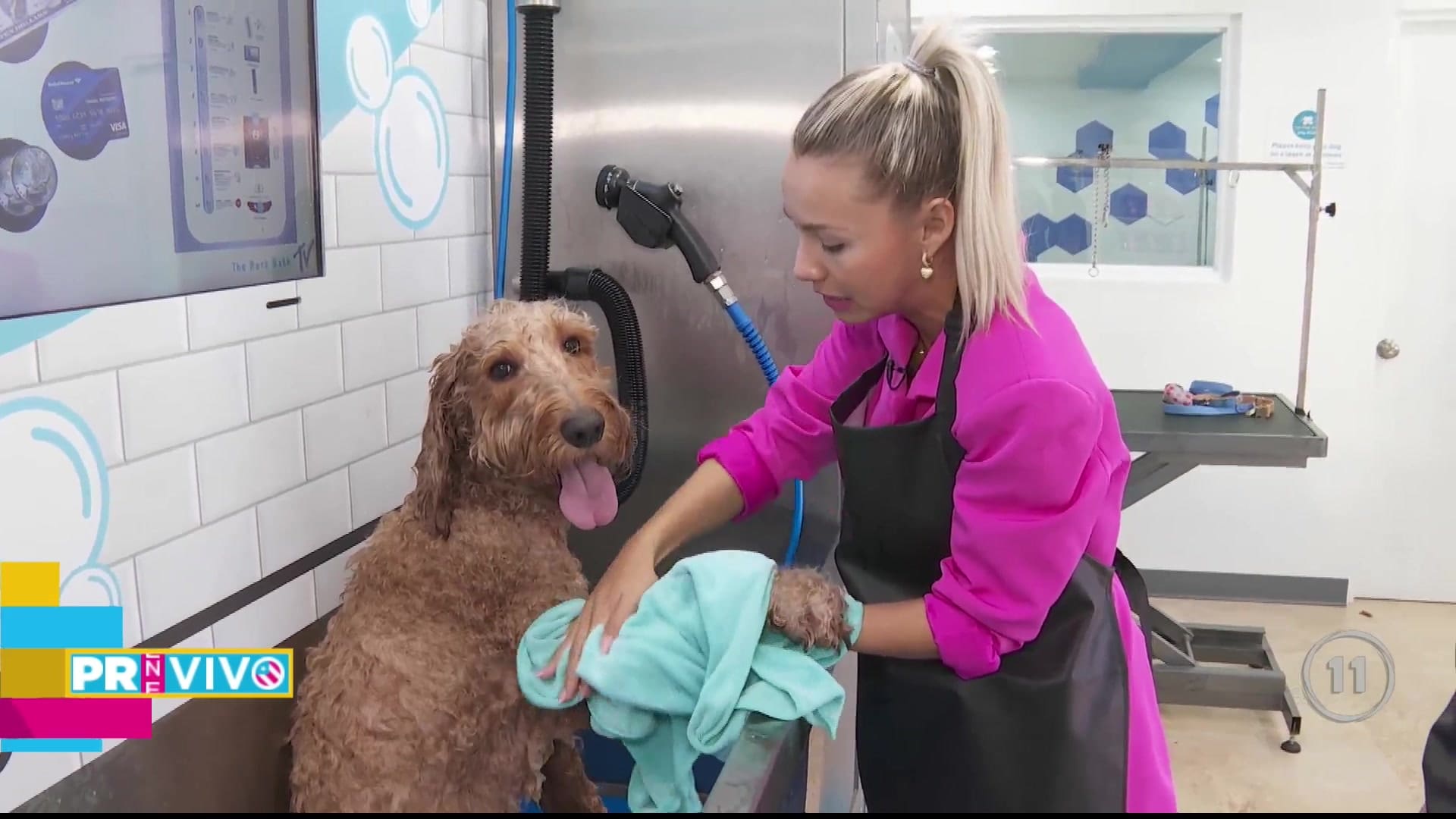 Aprende a realizar el "grooming" de tu mascota - TeleOnce TV | Vívelo