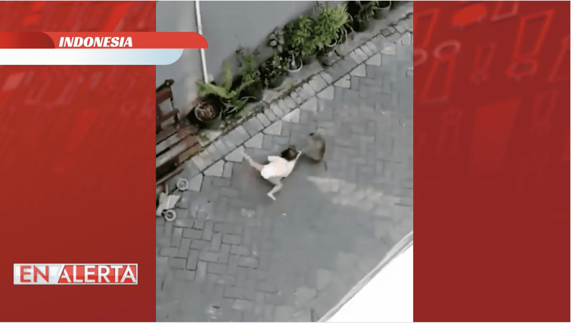 Mono se quiso guillar de secuestrador - TeleOnce TV | Vívelo