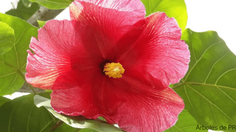 Vívelo Verde | Flor de maga, joya de la flora puertorriqueña - TeleOnce ...