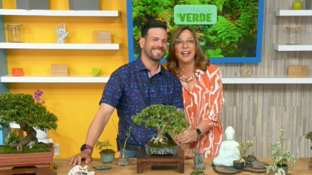 Conoce el tipo de plantas que pueden acompañar a un bonsái - TeleOnce ...