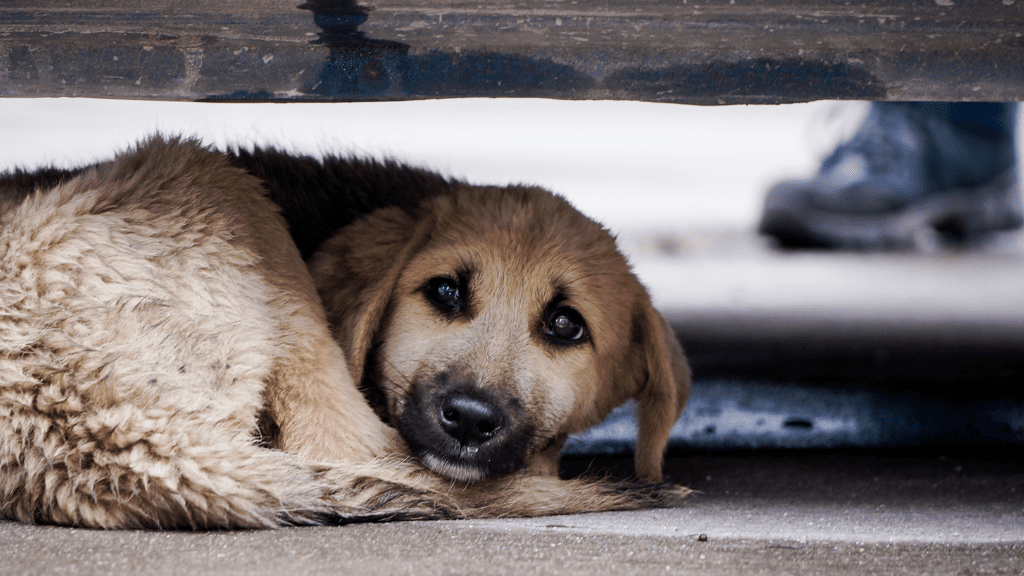 En aumento el abuso y la crueldad animal en la isla - TeleOnce TV | Vívelo