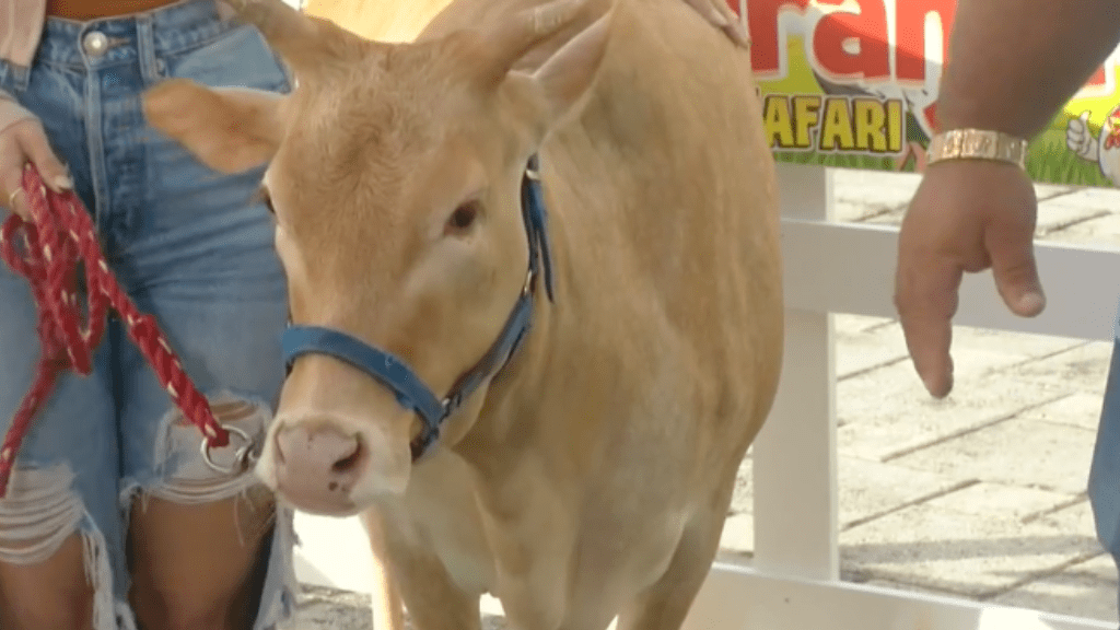 ¿Es legal tener una vaca enana? - TeleOnce TV | Vívelo