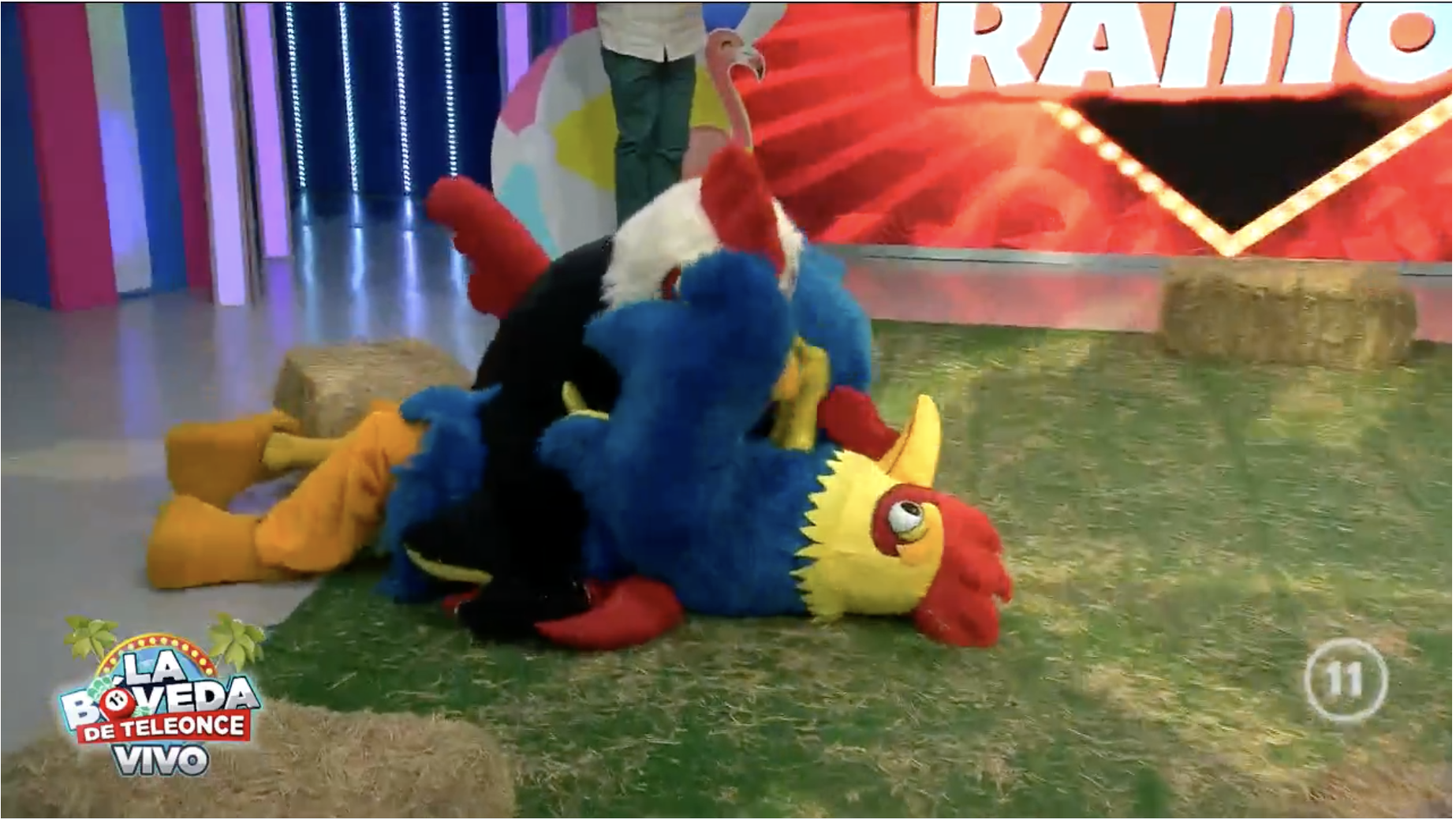 ¡De ingeniero a peleador! Yamil Ramos se enfrenta a Chicken Starr - TeleOnce TV | Vívelo