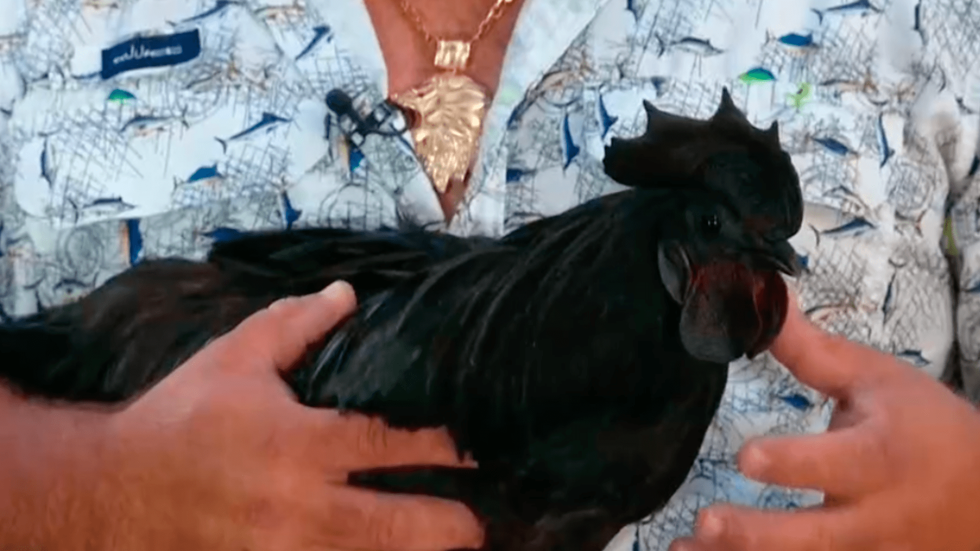 Conozca al Gallo Ayam Cemani - TeleOnce TV | Vívelo