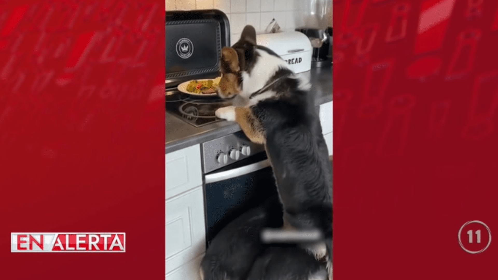 Perritos con hambre son expertos robando comida - TeleOnce TV | Vívelo