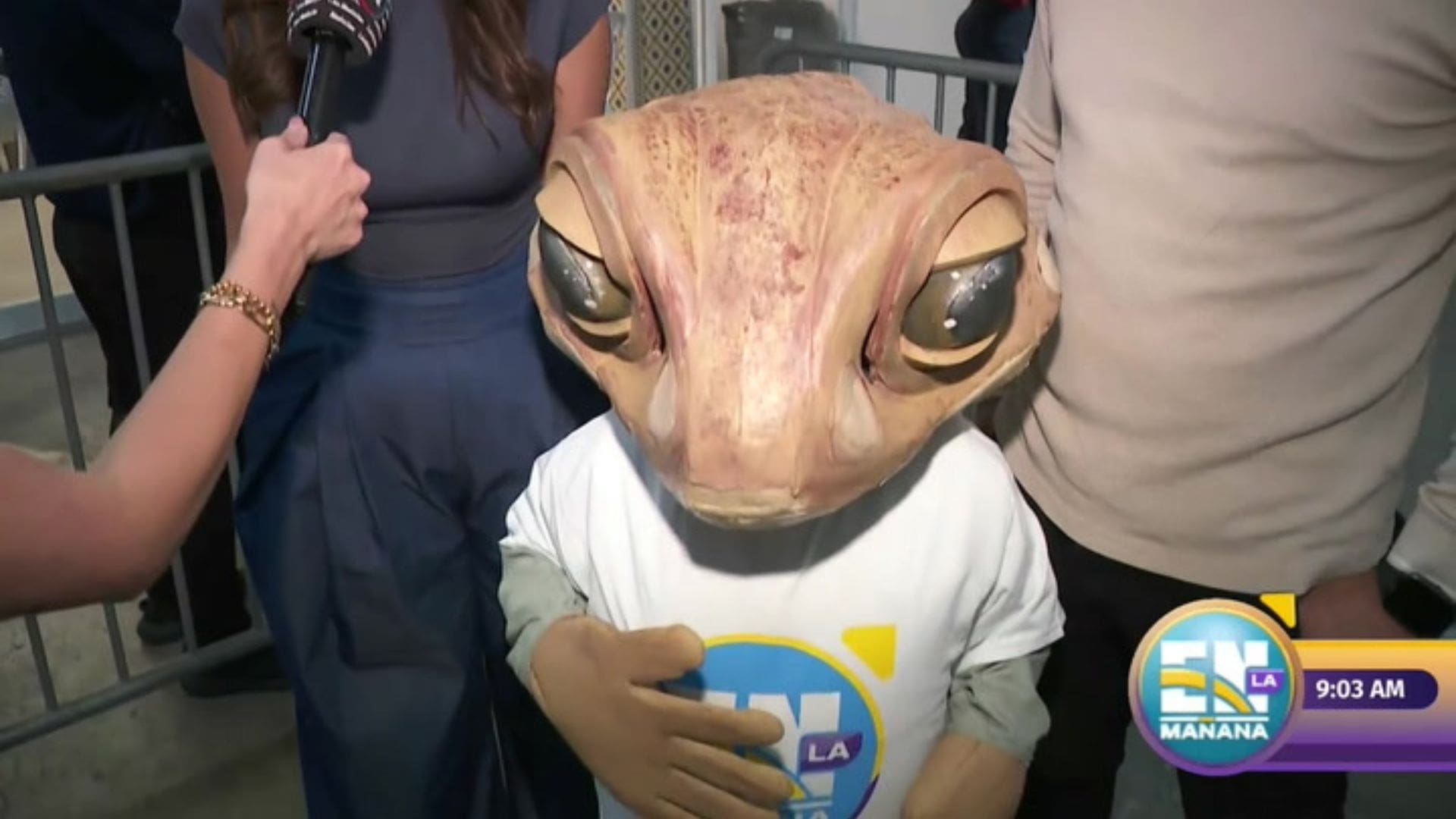 "Concho" llega a las filas junto a los fans de Bad Bunny - TeleOnce TV ...