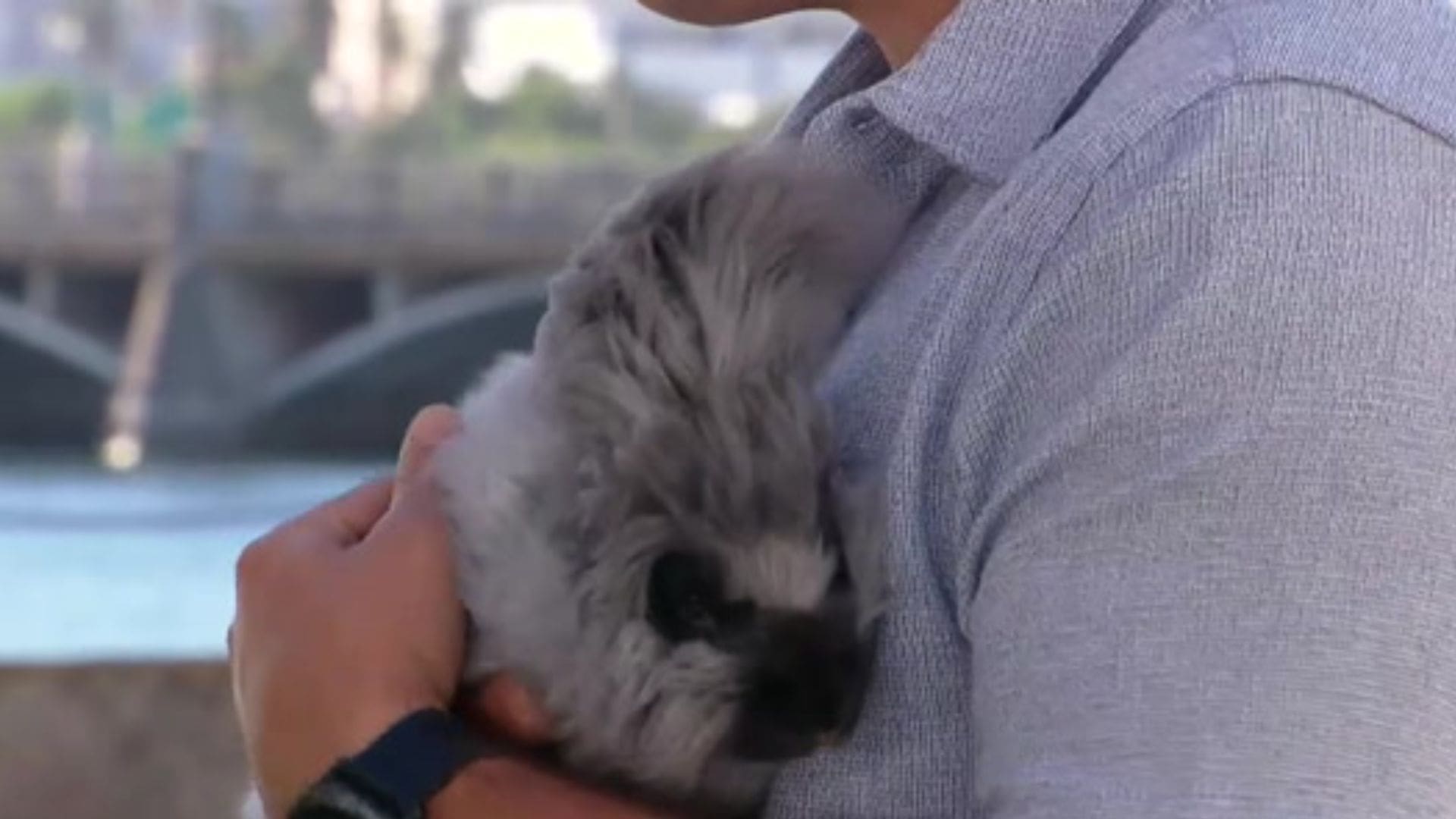 Conoce al conejo angora inglés - TeleOnce TV | Vívelo