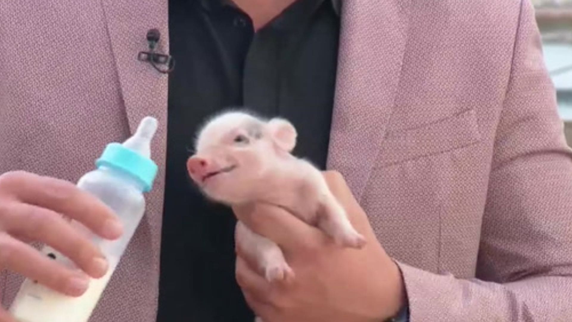 Conoce al mini cerdo de Göttingen - TeleOnce TV | Vívelo