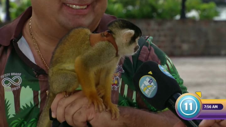 Alexander Marrero alerta sobre el contrabando y la presencia de monos ...