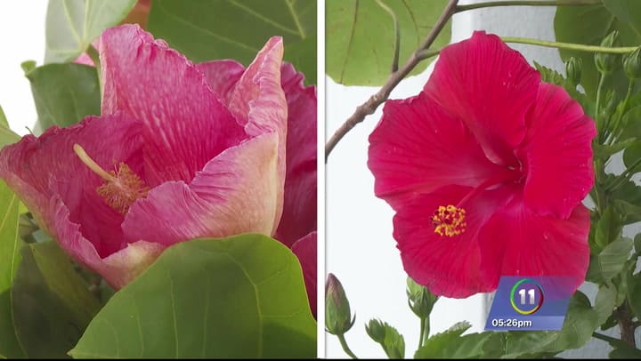 ¿Cuál es la diferencia entre la flor de maga y la amapola? - TeleOnce TV | Vívelo