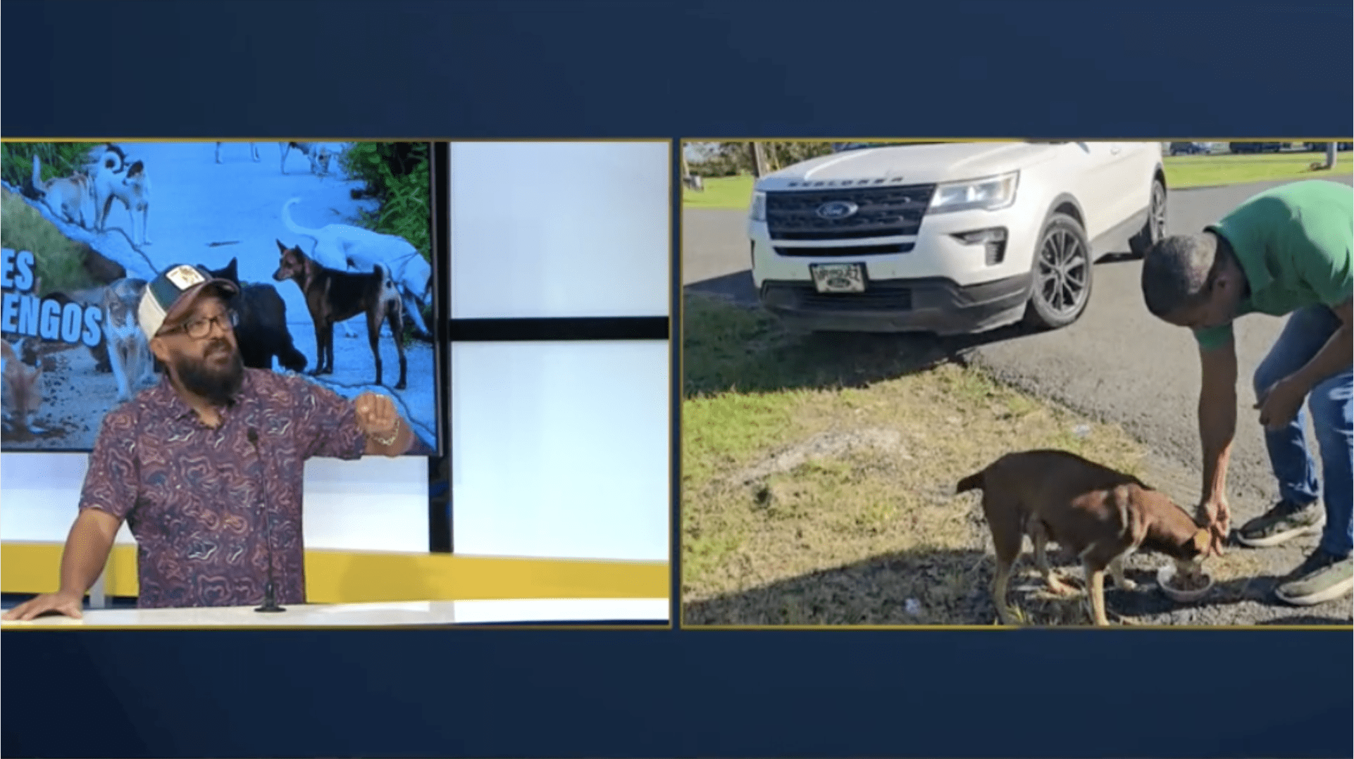 Urge atender crisis de animales realengos en Puerto Rico - TeleOnce TV ...