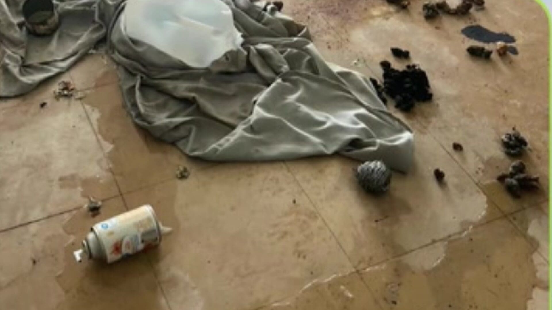 Dueña del apartamento en que mujer dejó a su perro moribundo lo llevó ...