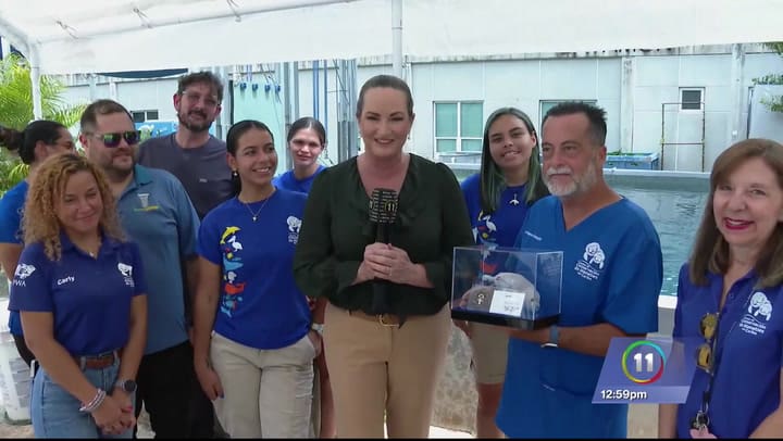 Celebran la Semana del Manatí Caribeño en el Centro de Conservación de ...