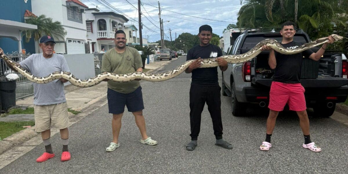 Capturan en Barceloneta la pitón más grande vista en Puerto Rico ...