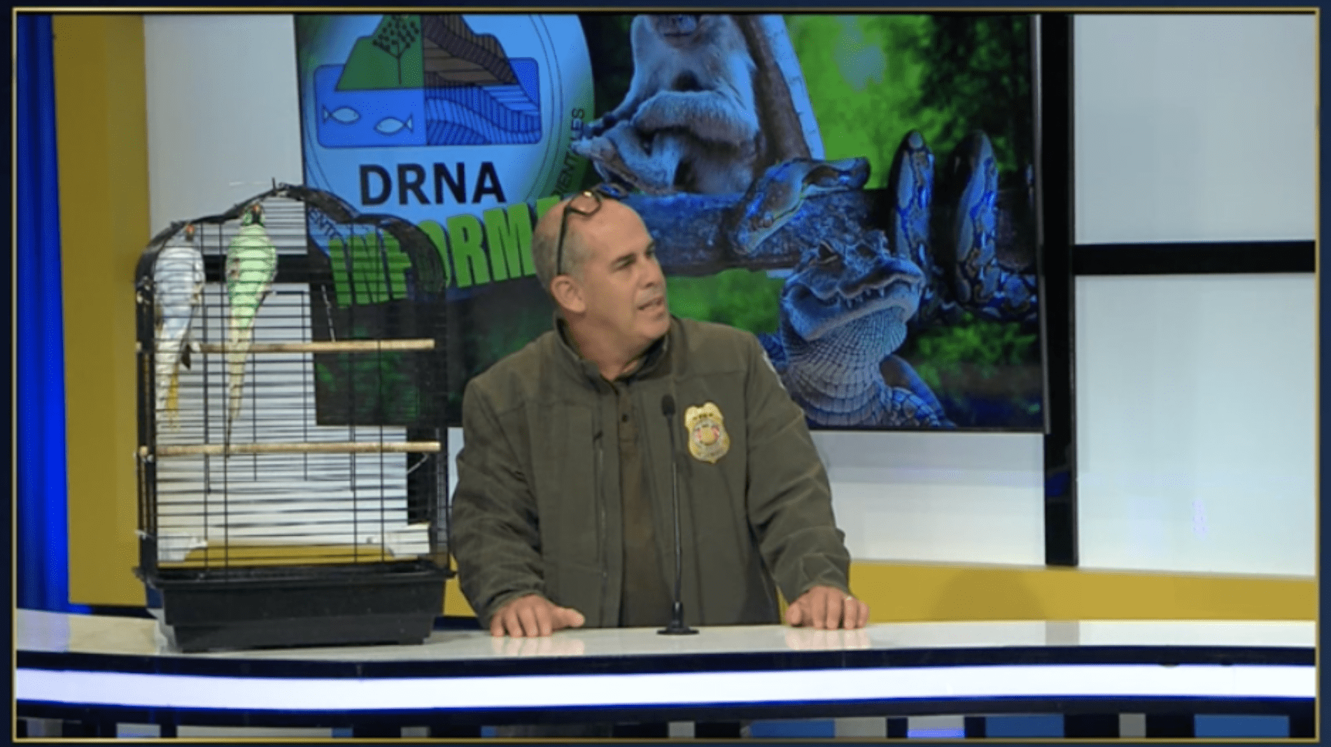 Incautan 116 pericos “ringneck” en Puerto Rico - TeleOnce TV | Vívelo