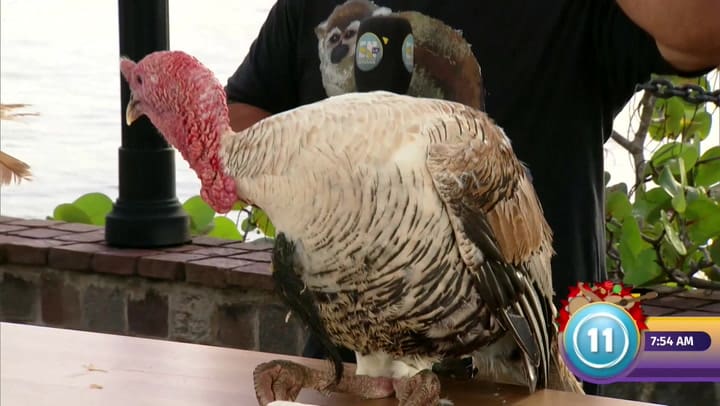Descubre todo sobre el pavo que llega a tu mesa - TeleOnce TV | Vívelo