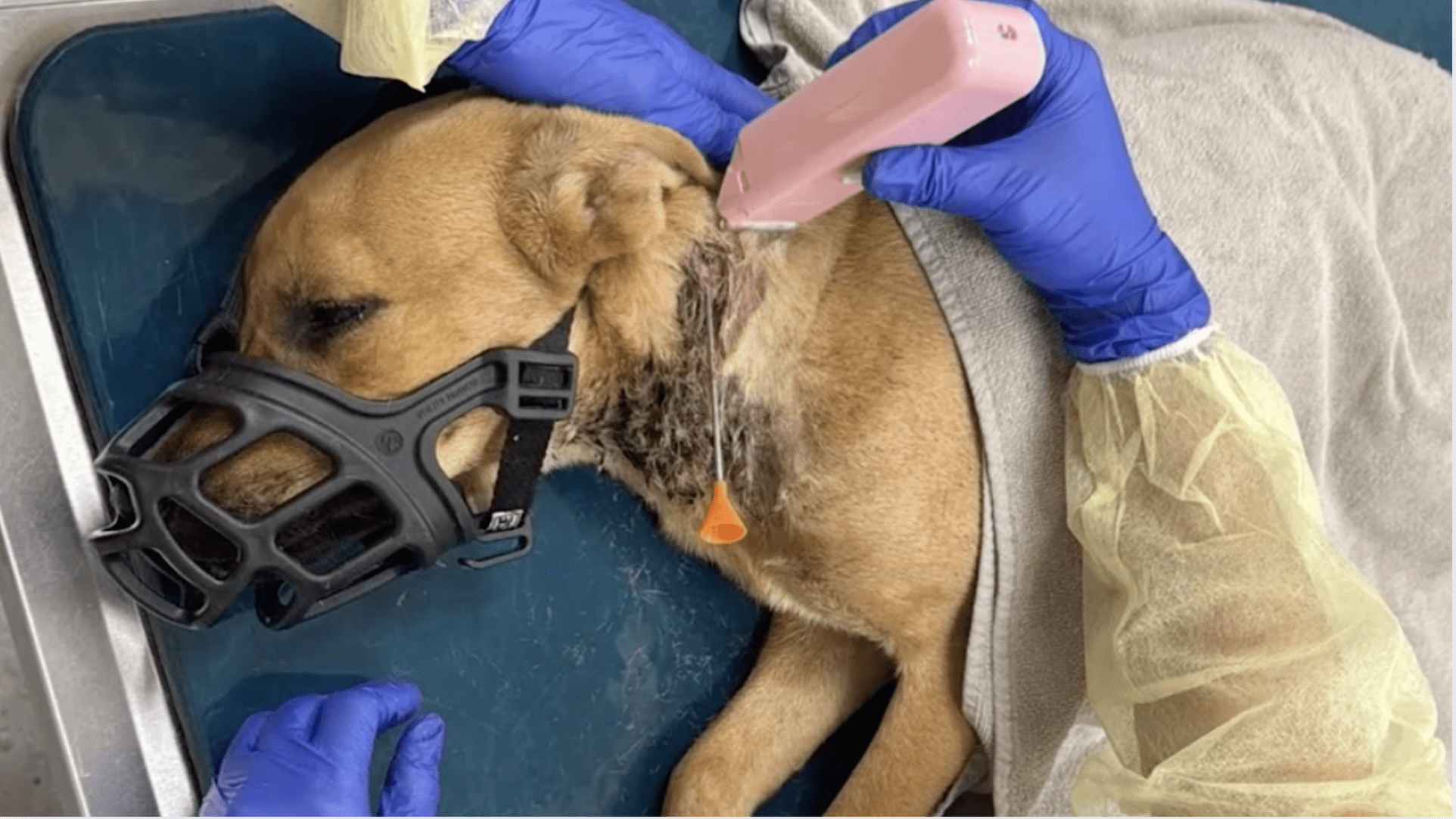 Permanece hospitalizado perro que fue rescatado con una flecha ...