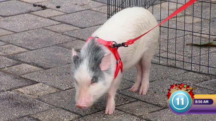 Conoce al mini cerdito de Göttingen - TeleOnce TV | Vívelo
